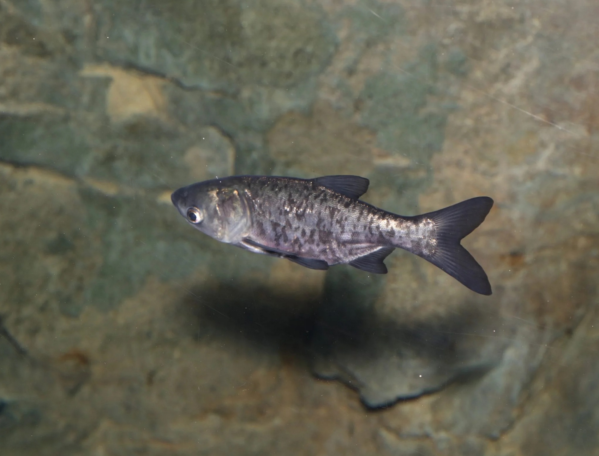 Hypophthalmichthys nobilis (Richardson, 1845)